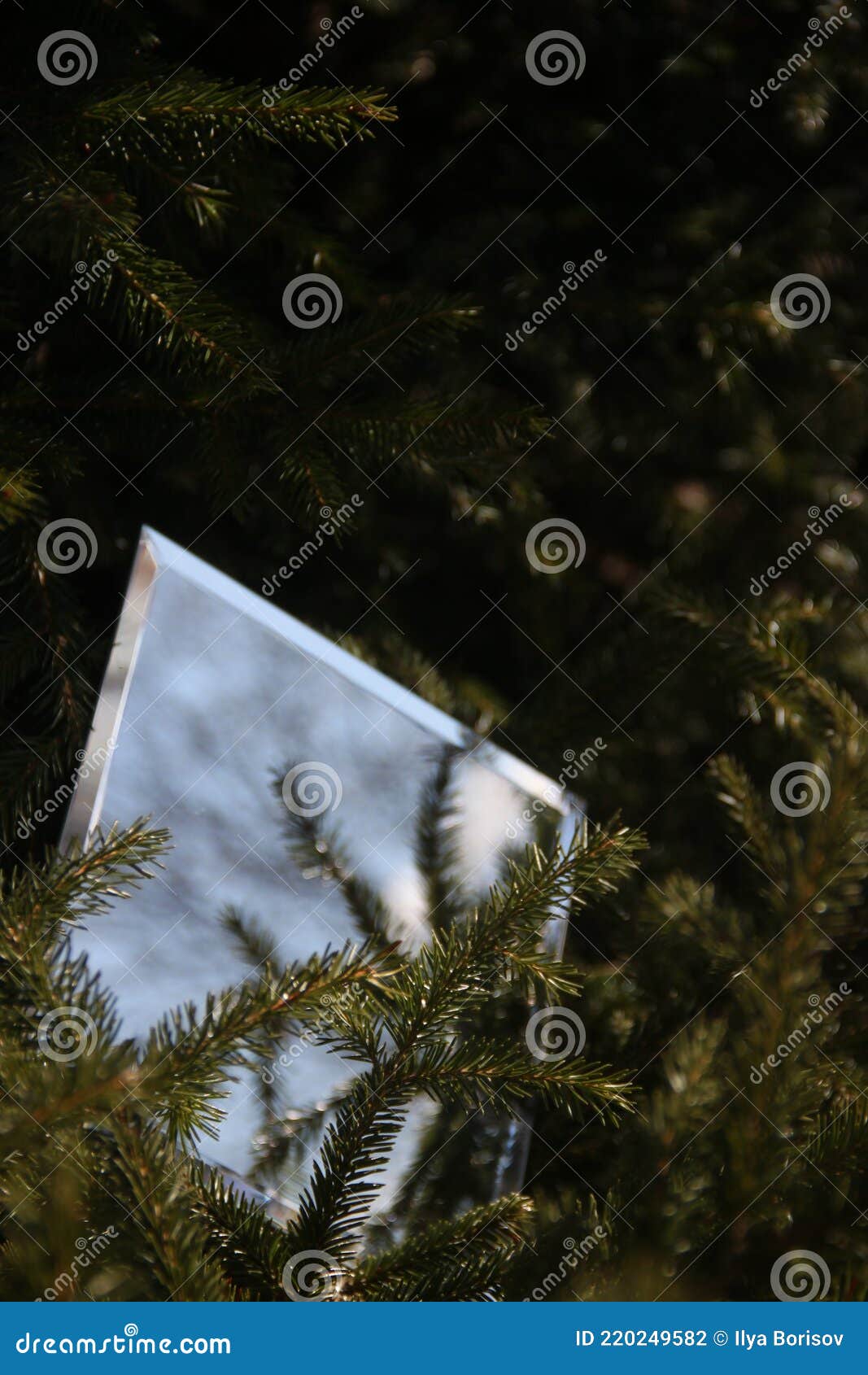 Mirror in nature stock photo. Image of flower, woodland - 220249582