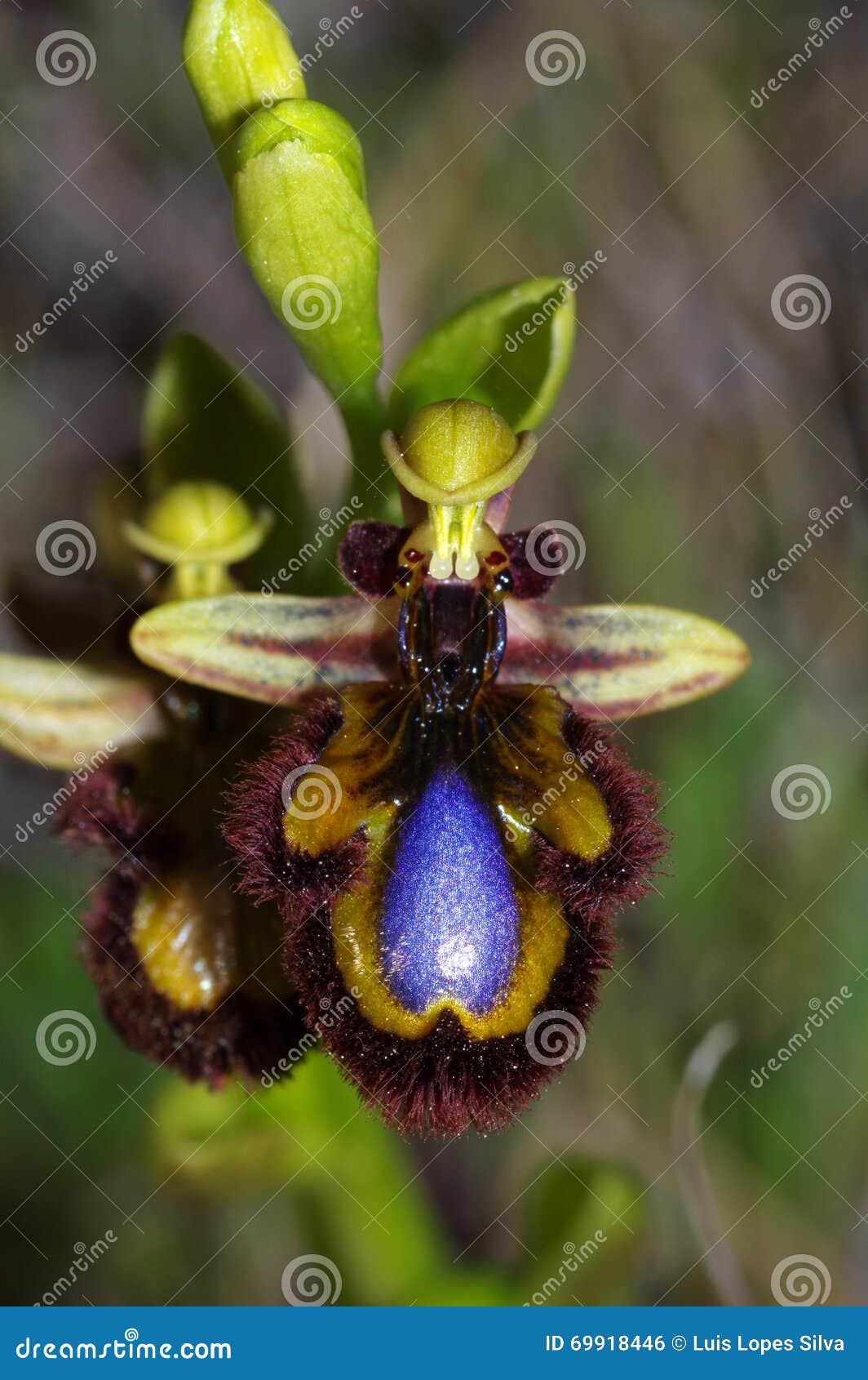 Mirror Orchid stock photo. Image of mirror, plant, orchid - 69918446