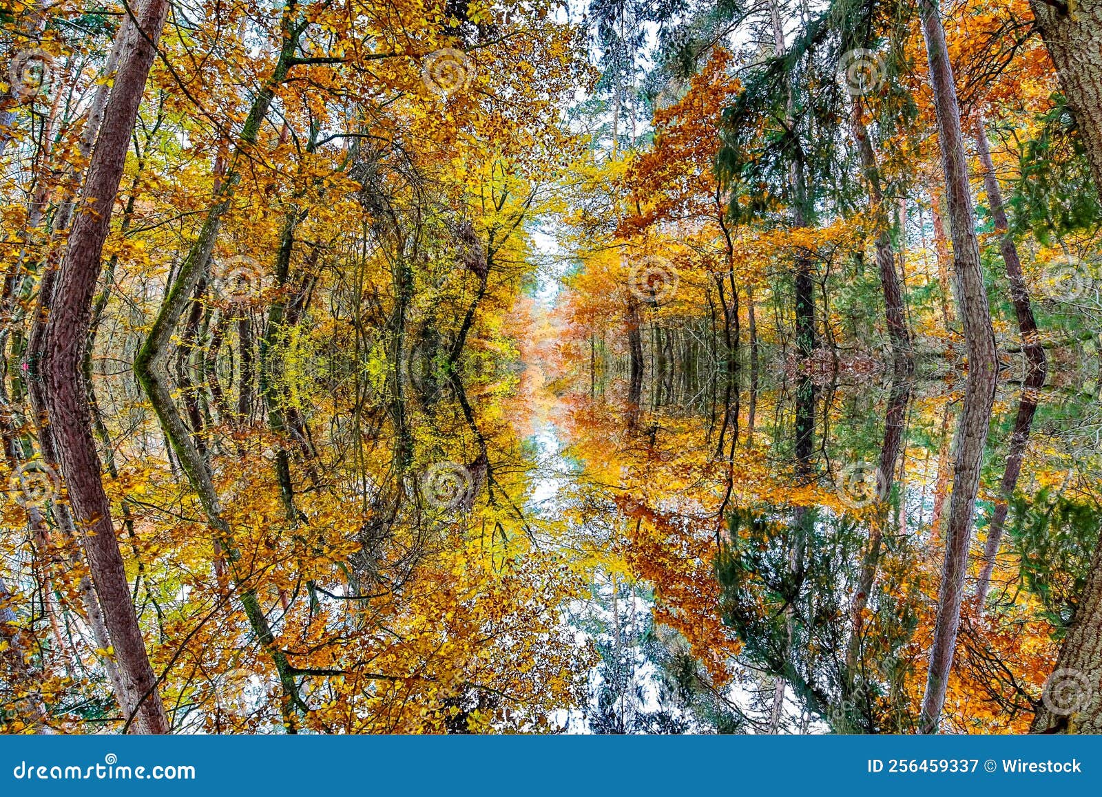 Mirror Reflection of Autumn Trees in the Forest Stock Image - Image of ...
