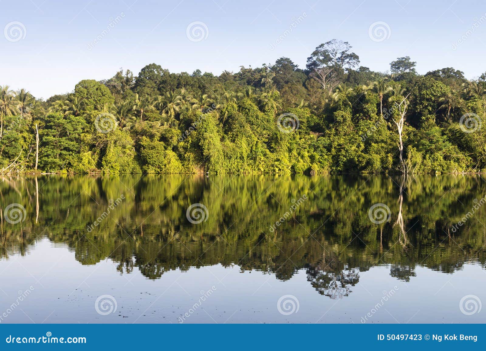 Mirror Reflection of Flora and Trees on Still Water Stock Image - Image ...