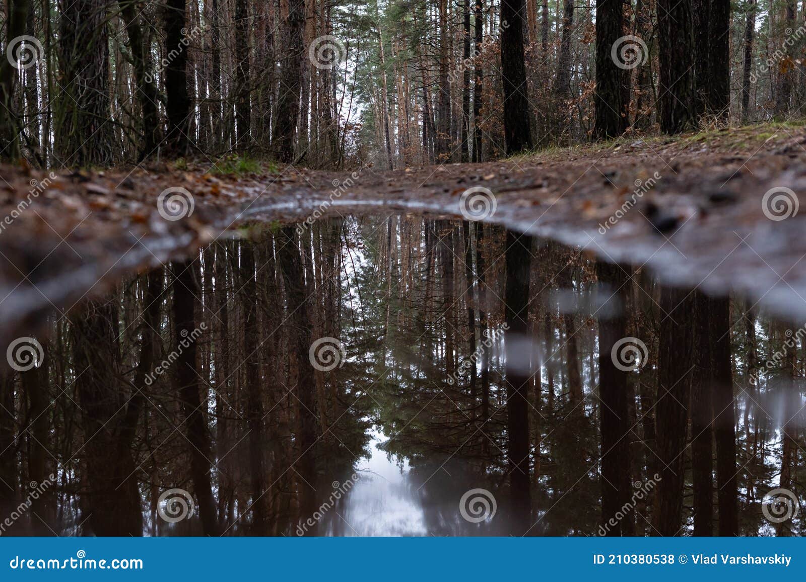 Mirror Reflection of Pine Autumn Forest in Water Stock Photo - Image of ...