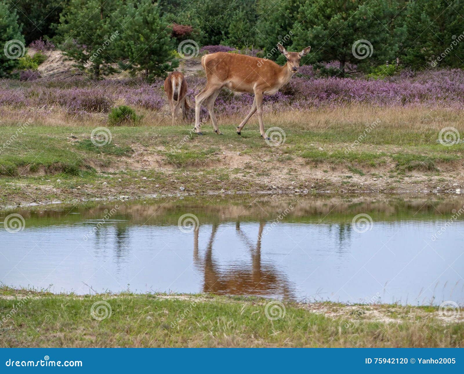 Mirror Reflection of Red Deer Stock Photo - Image of animal, startled ...