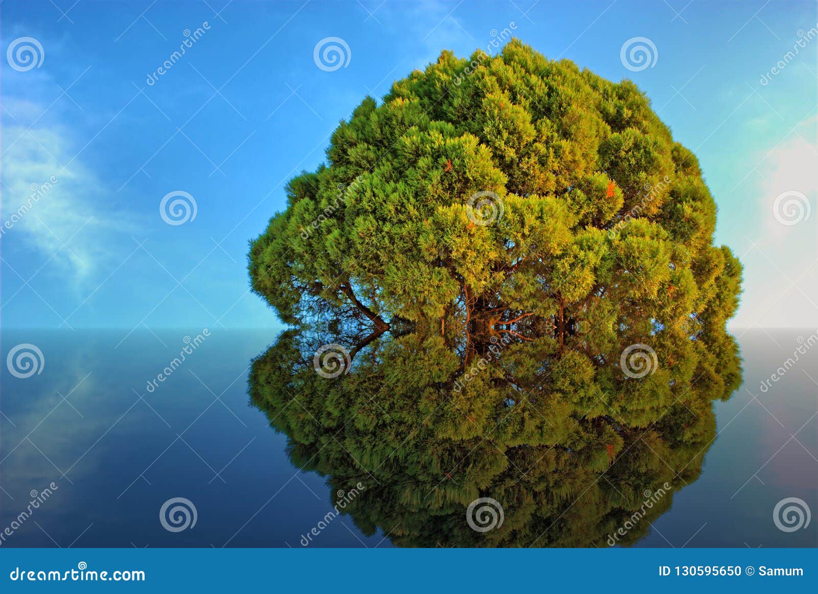 Mirror Reflection of a Tree Stock Photo - Image of pine, blue: 130595650