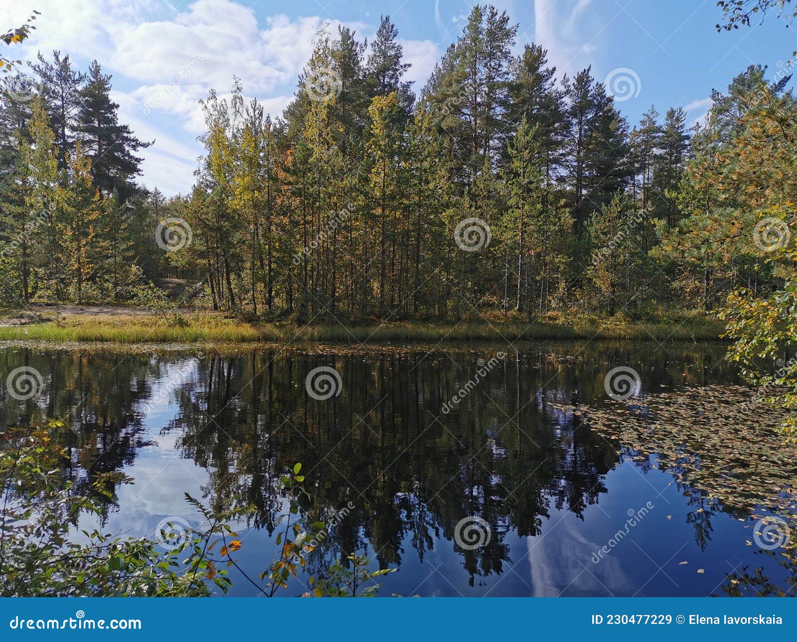 The Mirror Surface of a Forest Lake, in Which Trees and the Sky with ...