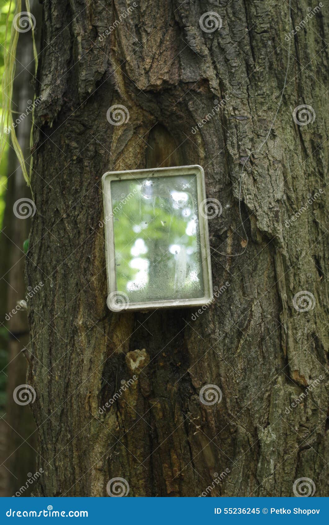 Mirror on a tree stock image. Image of shave, camping - 55236245