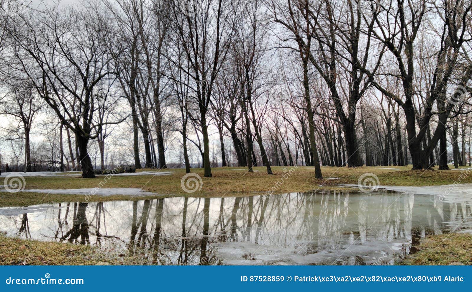 Mirror Trees stock image. Image of mirror, trees, reflexion - 87528859
