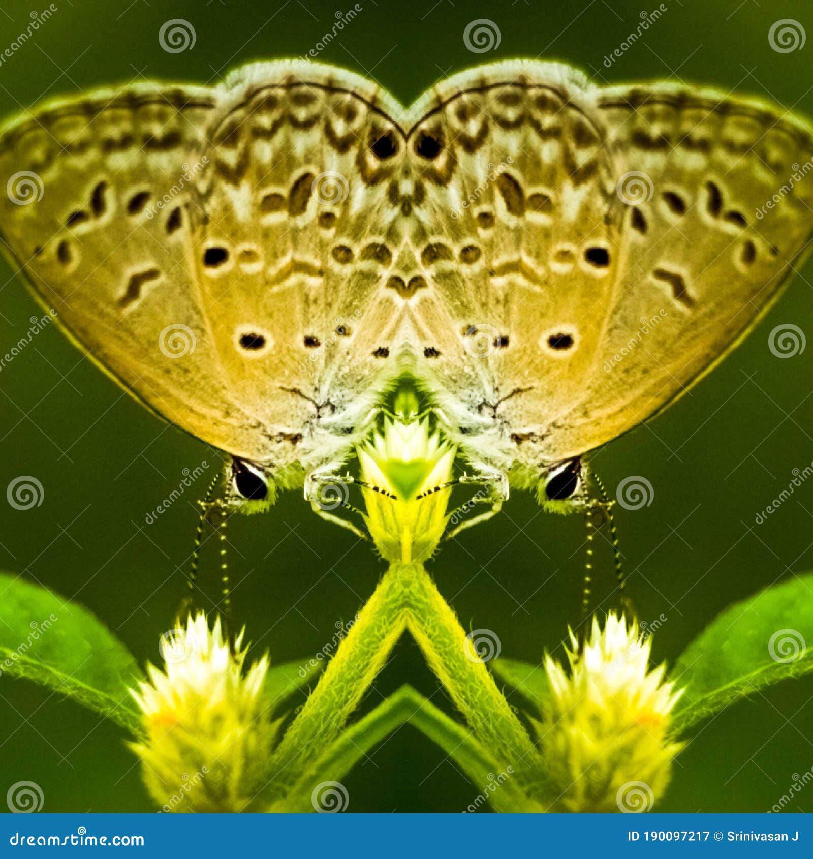 Mirror View Reflection Butterfly with Black Stripes Wing on Leaf ...