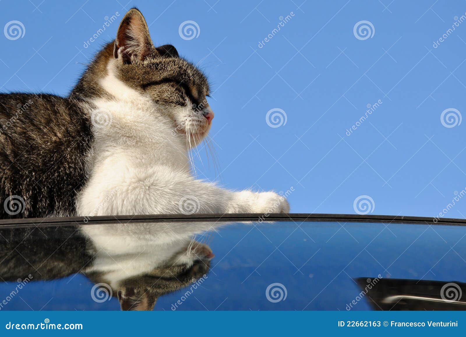 Mirrored cat stock image. Image of paws, cats, play, calendar - 22662163