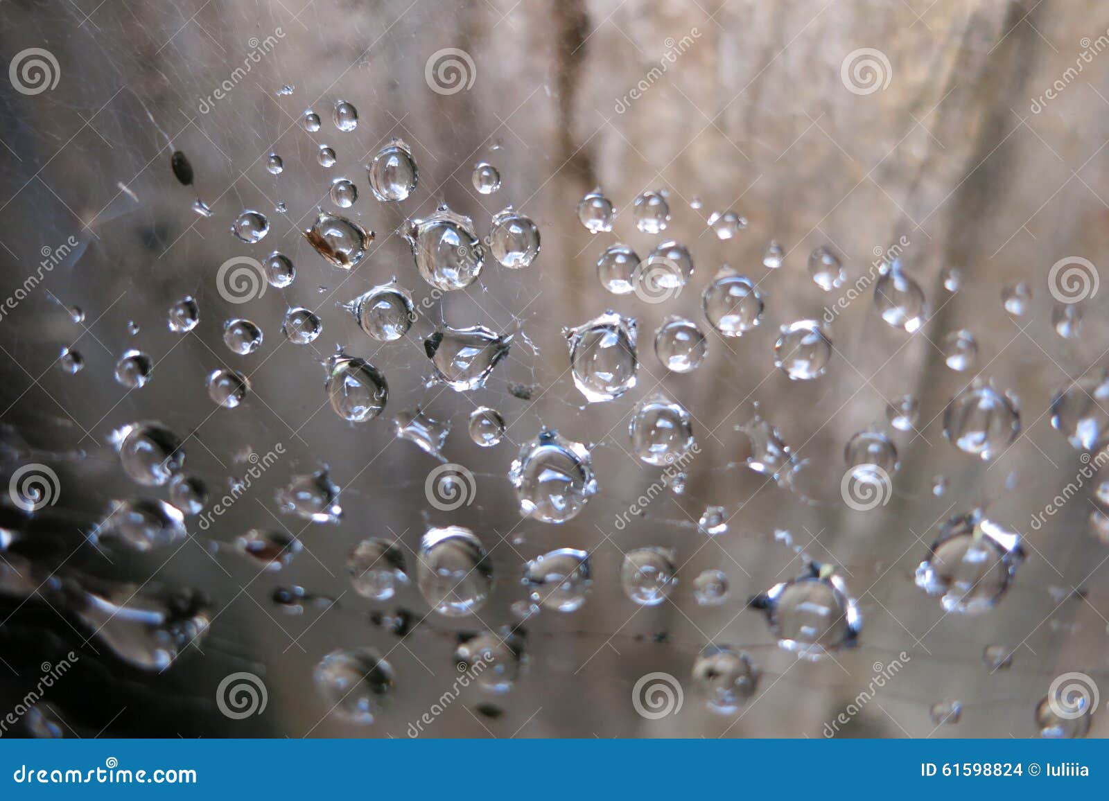 Mirrored dewdrops stock photo. Image of strewn, thread - 61598824