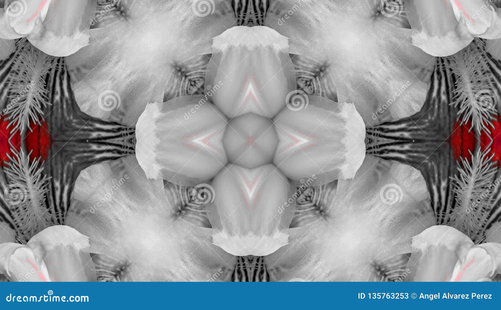 Mirrored Effect of an Iris Flower Stock Illustration - Illustration of ...