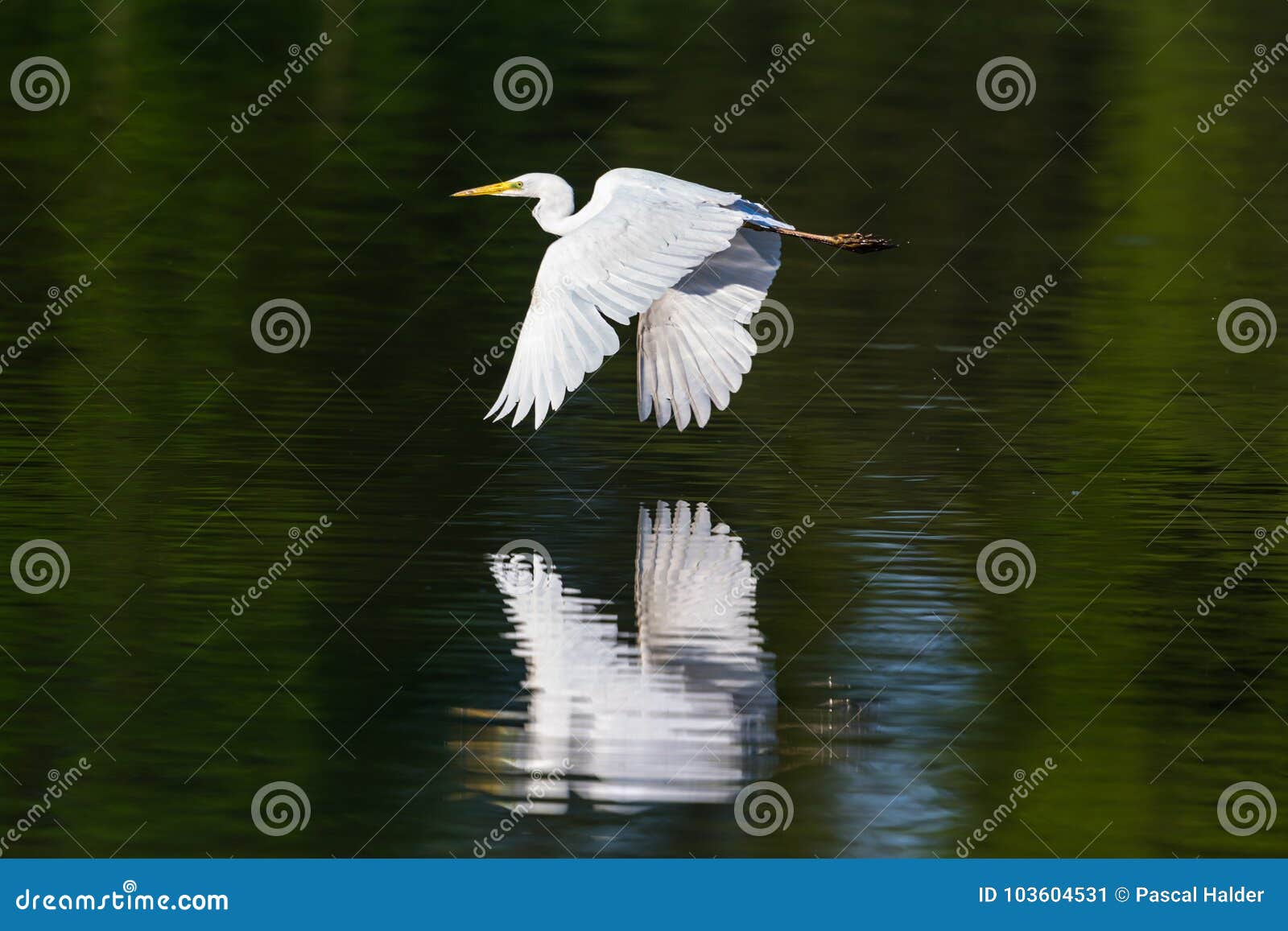 Mirrored Great White Egret Egretta Alba in Flight Over Water Stock ...