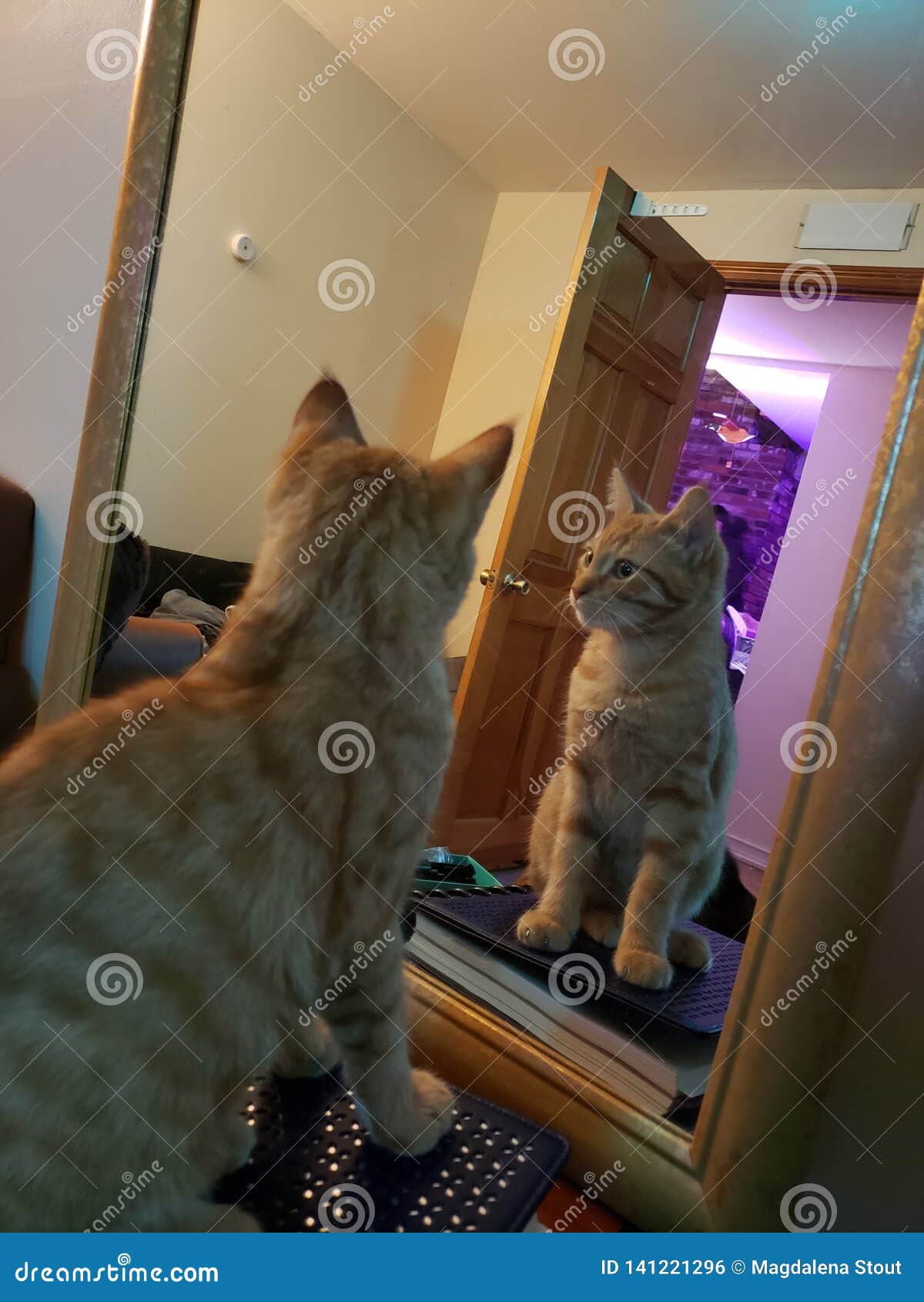 Mirrored Kitten stock photo. Image of tabby, kitten - 141221296