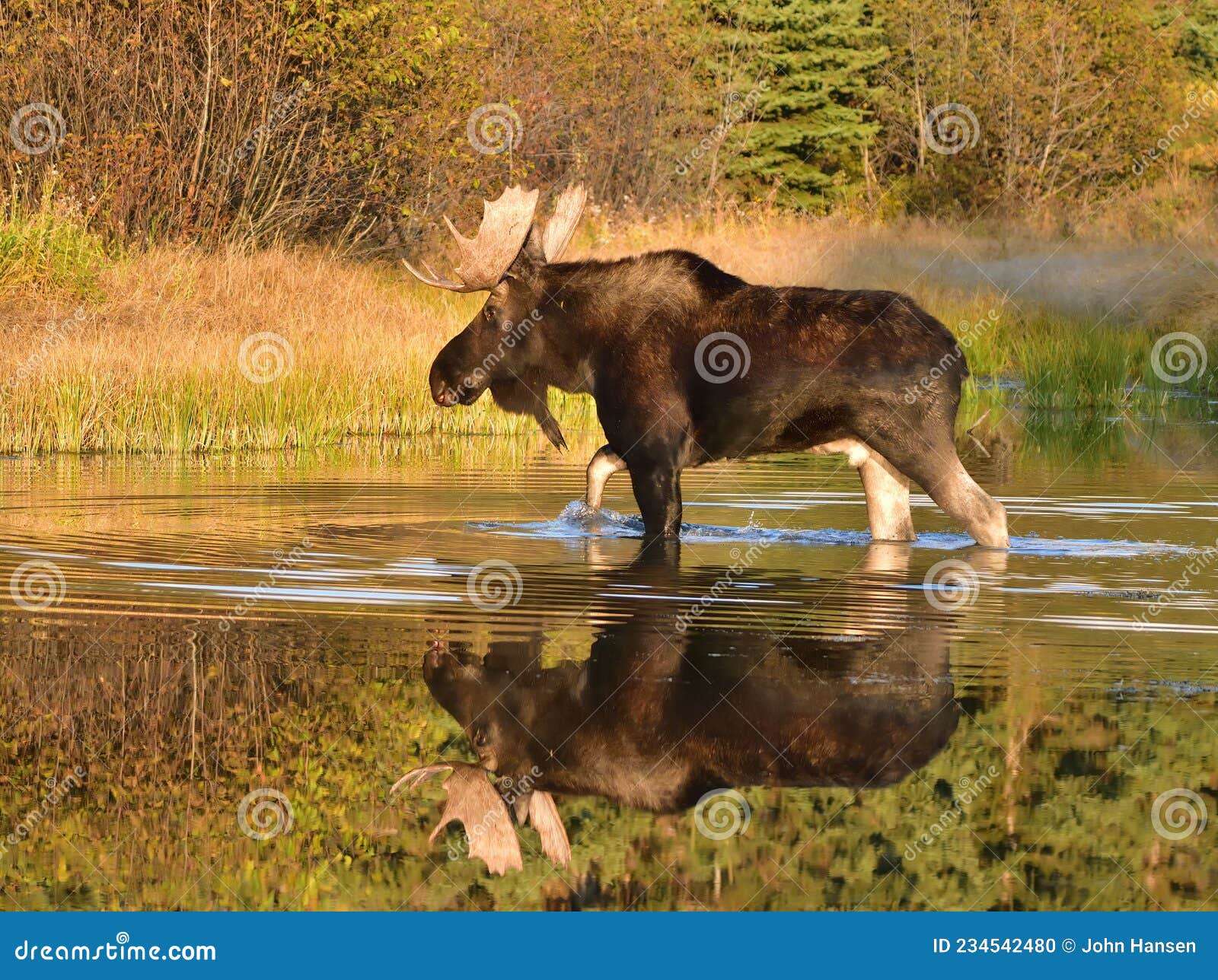 Mirrored moose stock photo. Image of large, fall, moose - 234542480