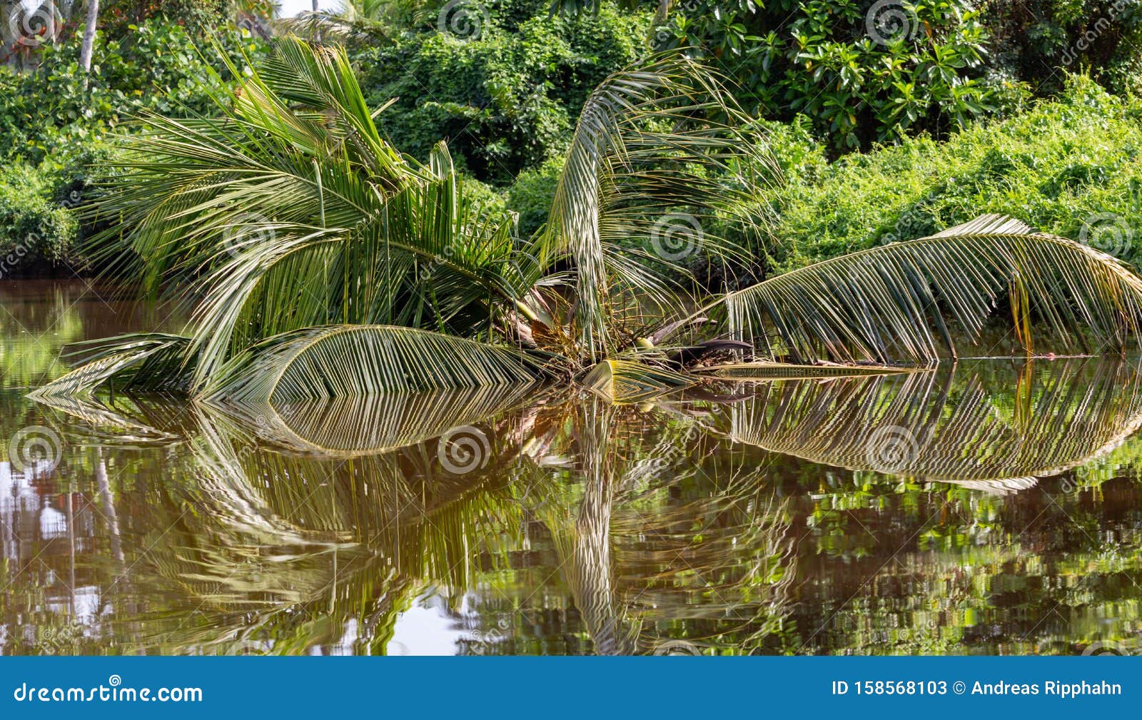 Mirrored Reflection of a Tropical Palm Tree Stock Image - Image of ...
