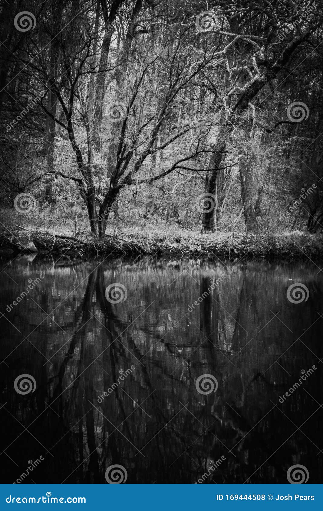 Mirrored trees stock photo. Image of beam, deep, land - 169444508