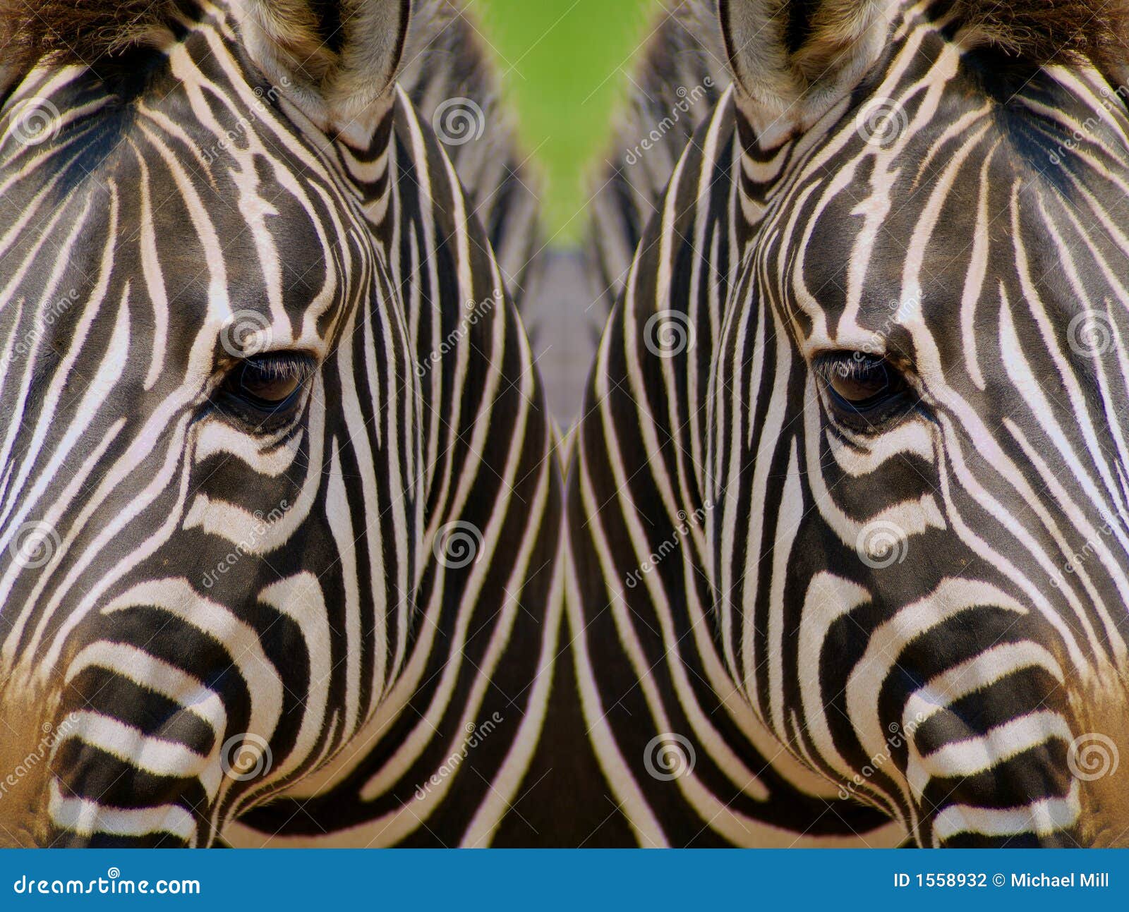 Mirrored Zebras Stock Photography - Image: 1558932