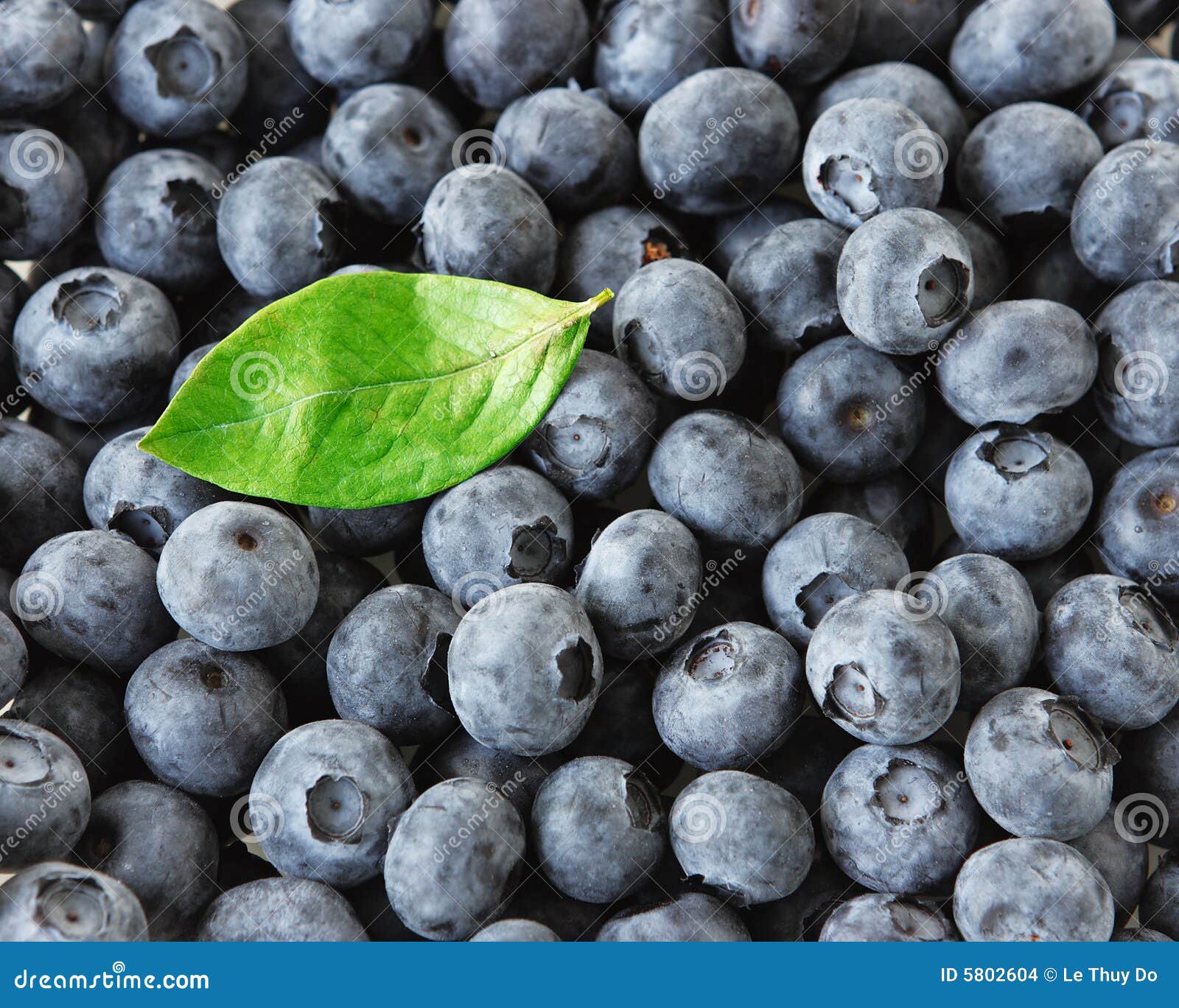 Mirtilli fotografia stock. Immagine di verde, stare, alimento - 5802604