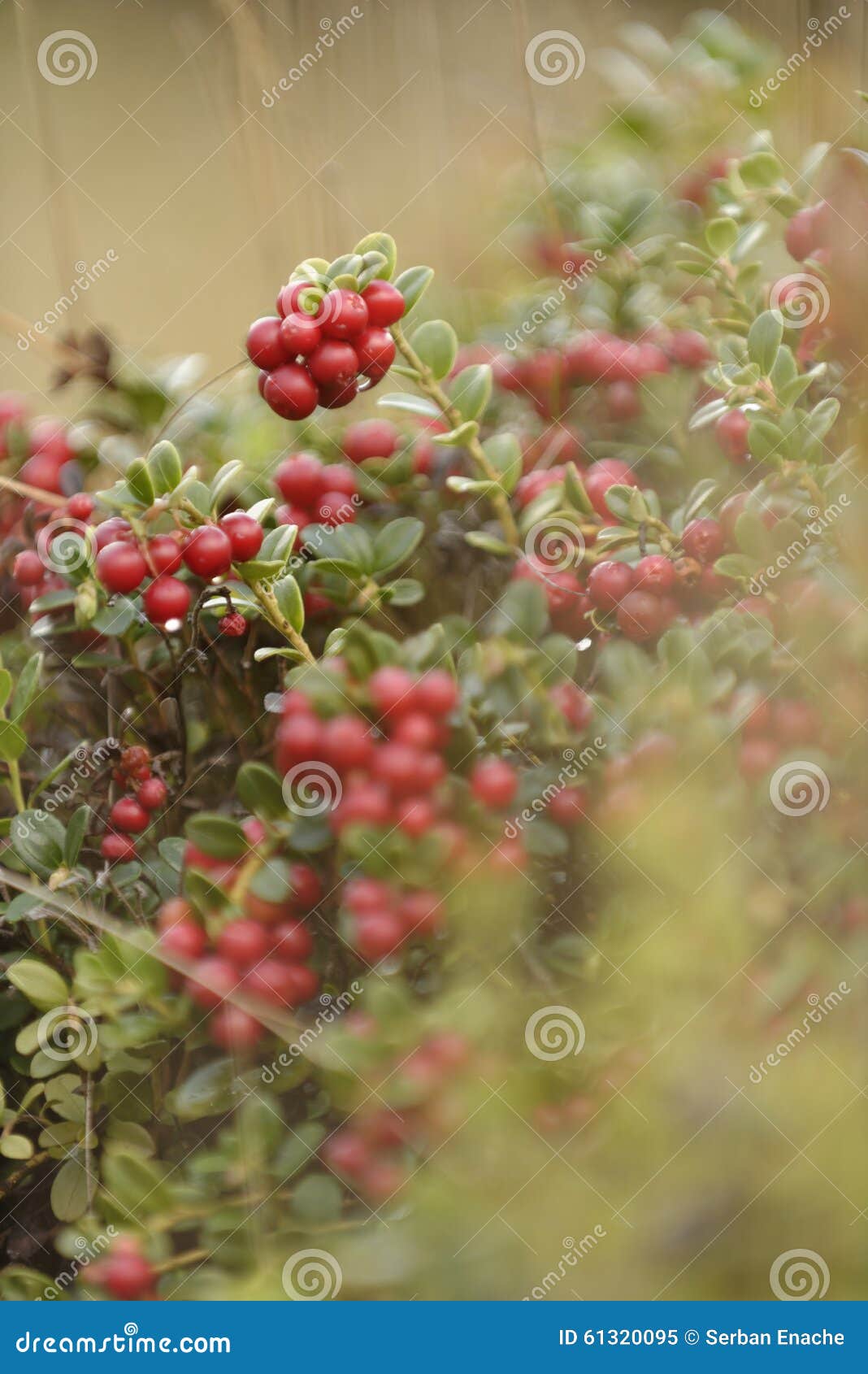 Mirtilli Rossi Sul Cespuglio Immagine Stock - Immagine di mazzo, maturo ...