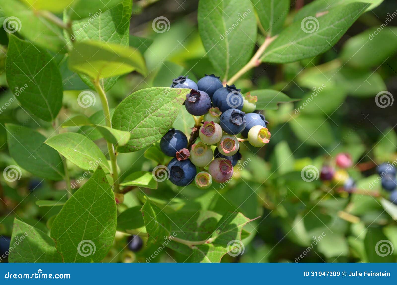Mirtilli selvaggi immagine stock. Immagine di maturazione - 31947209