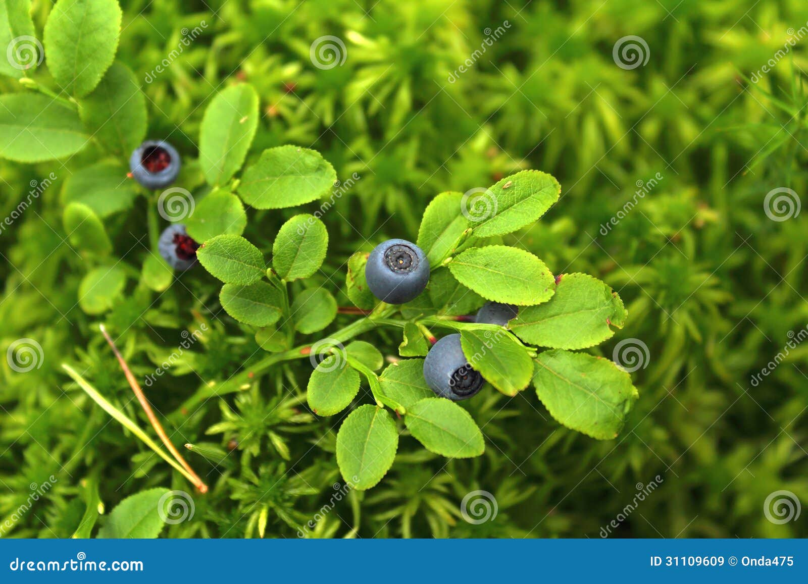 Mirtillo immagine stock. Immagine di fresco, foresta - 31109609