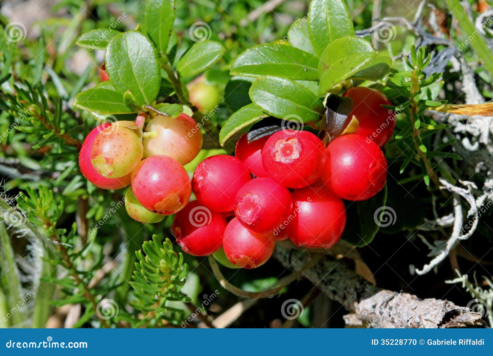 Mirtillo Rosso; Vaccinium Vitis Idaea Fotografia Stock - Immagine di ...