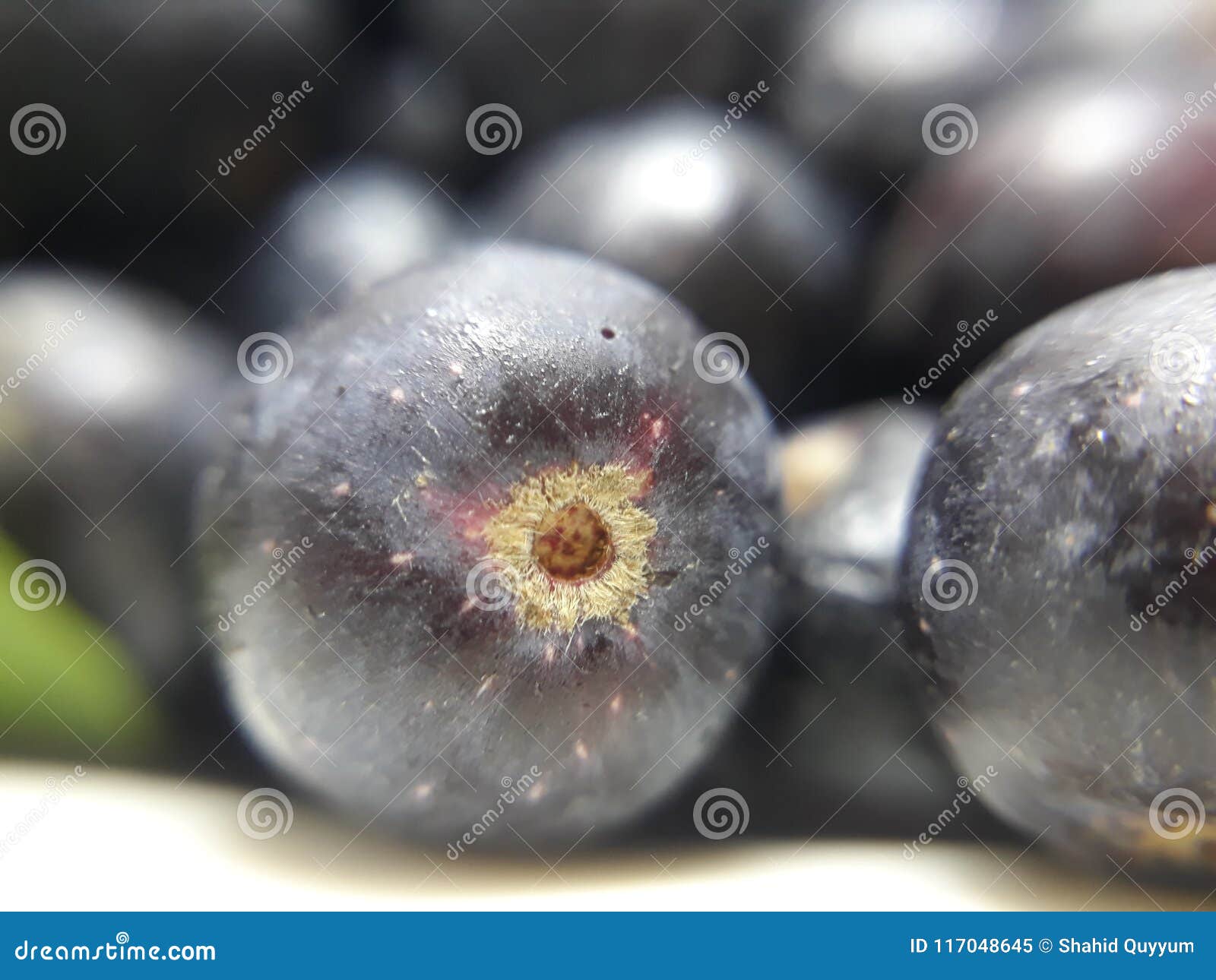 Mirtilos imagem de stock. Imagem de fruta, exterior - 117048645