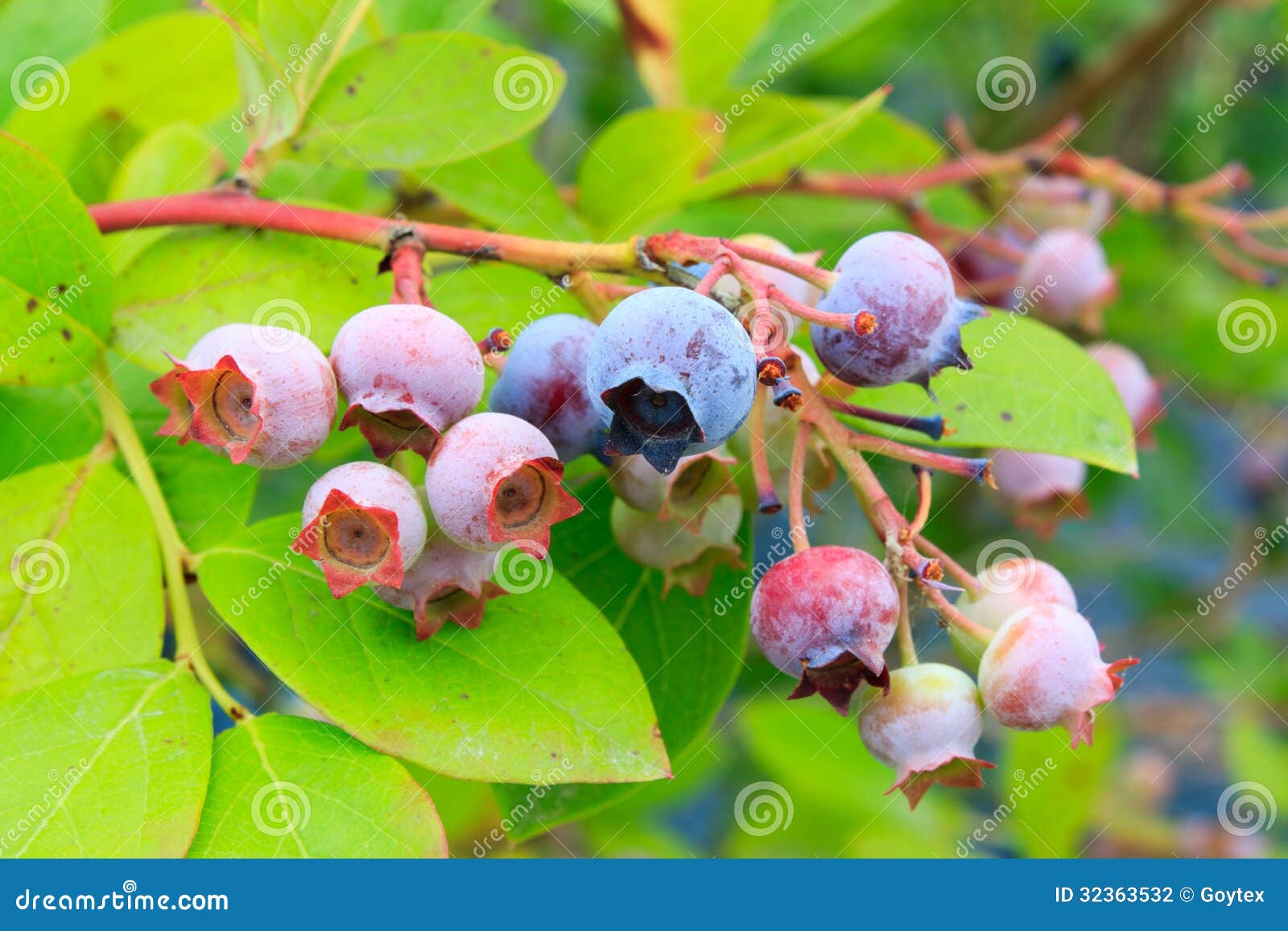 Mirtilos foto de stock. Imagem de planta, alimento, bagas - 32363532