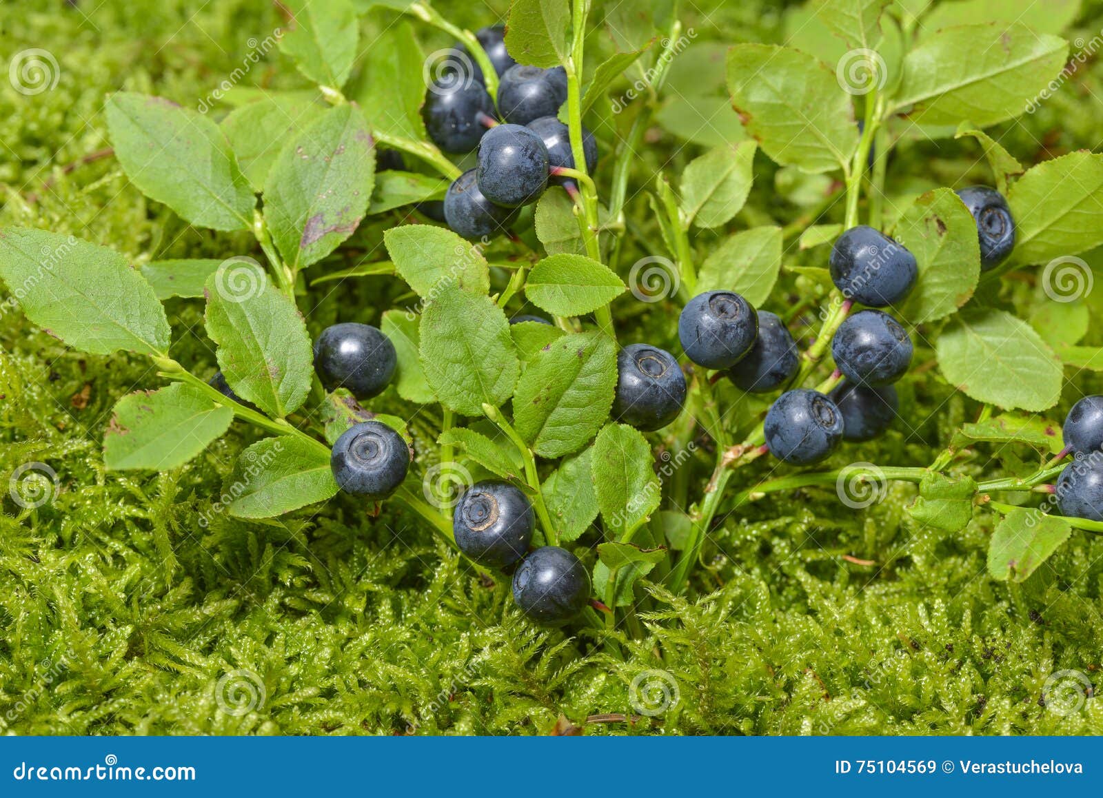 Mirtilos imagem de stock. Imagem de delicioso, suculento - 75104569