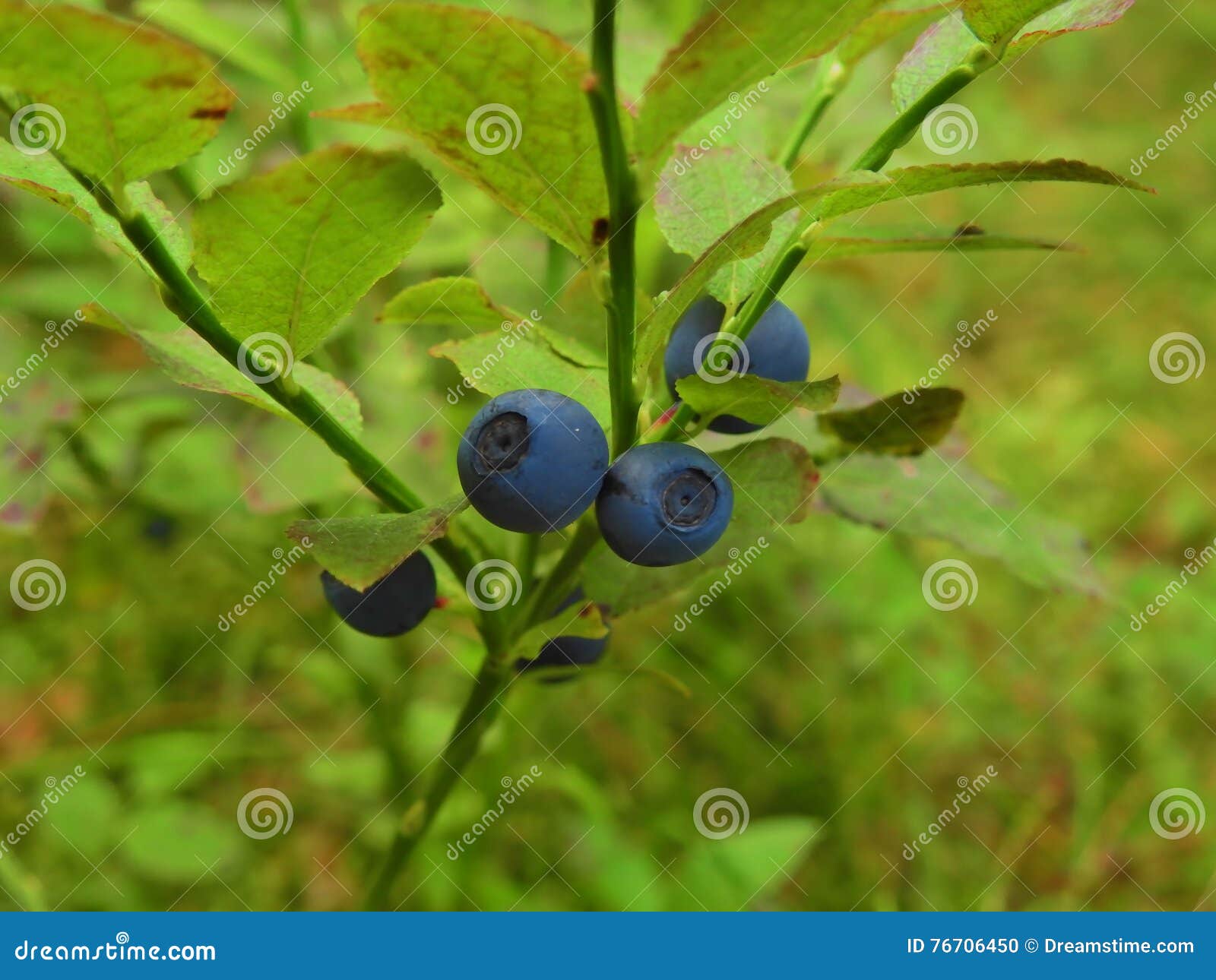 Mirtilos foto de stock. Imagem de folhas, fundo, floresta - 76706450