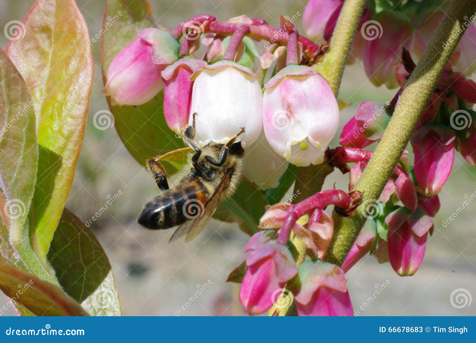 Mirtilos De Trabalho Da Abelha Imagem de Stock - Imagem de seja, campos ...