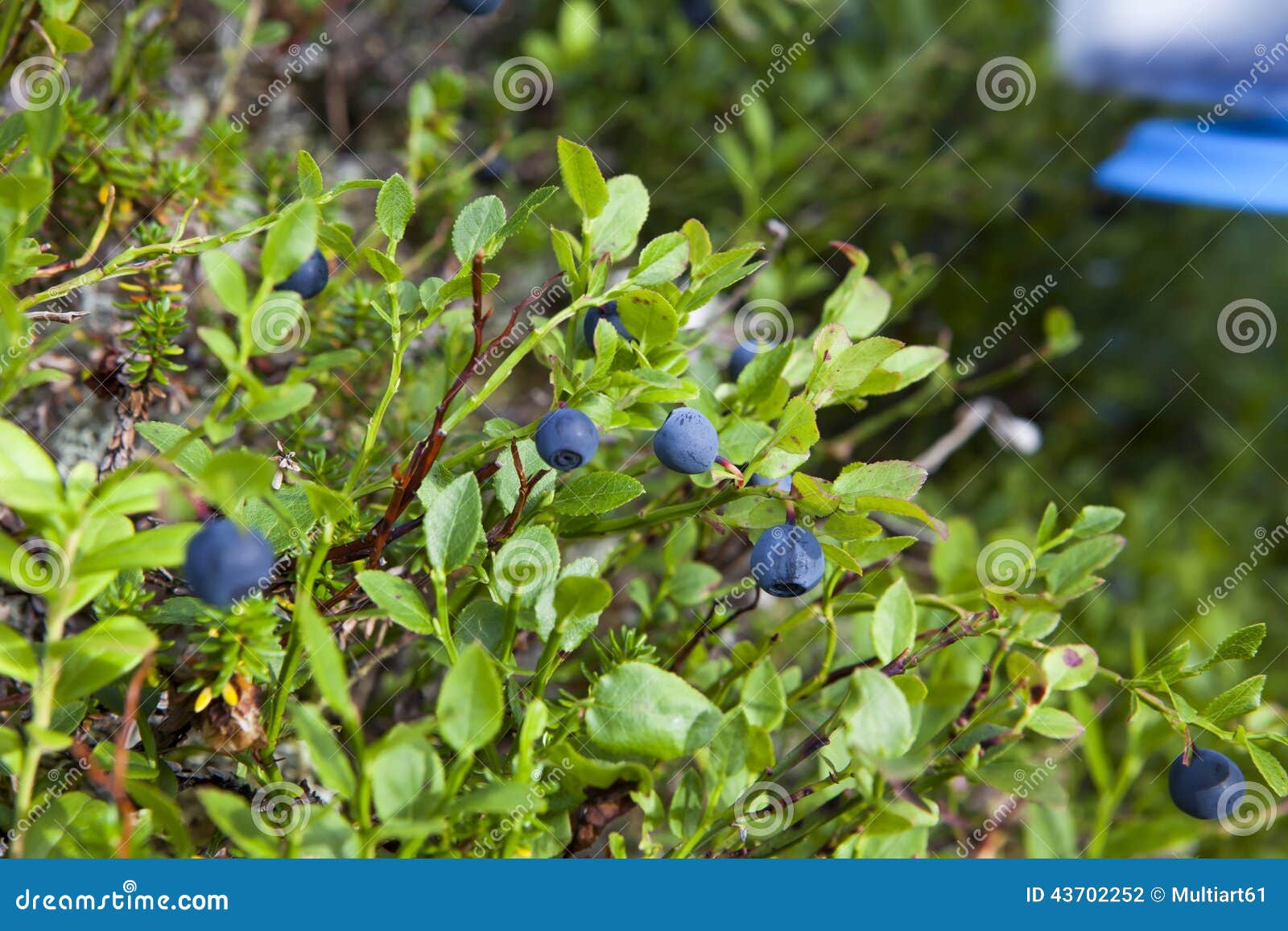 Mirtilos no arbusto foto de stock. Imagem de inculto - 43702252