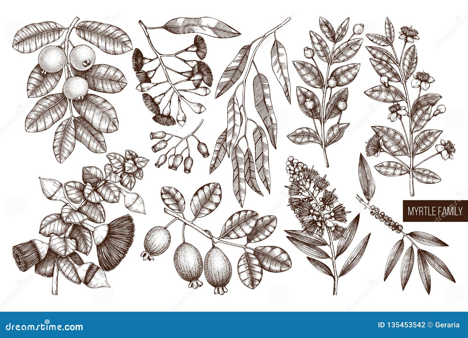 Vector Collection of Myrtle Family Plants Illustrations. Hand Drawn ...