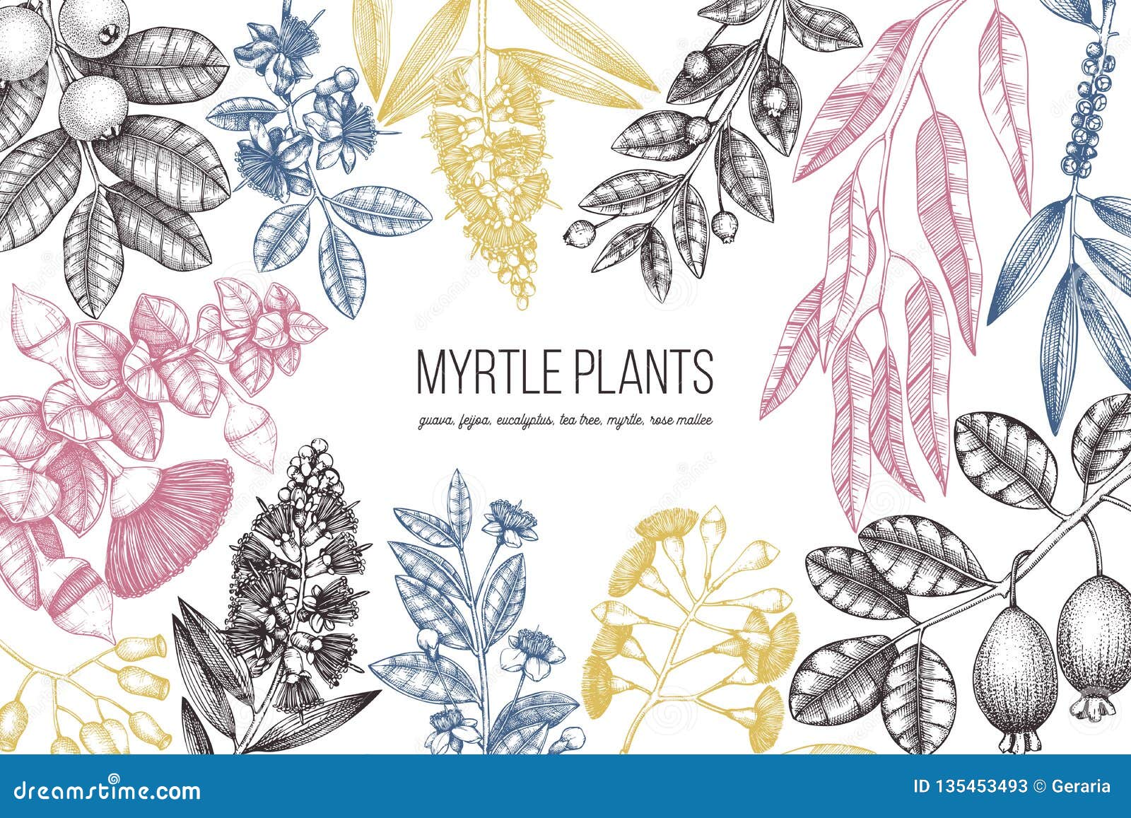 Botanical Background with Beautiful Myrtle Plants Sketches. Hand Drawn ...