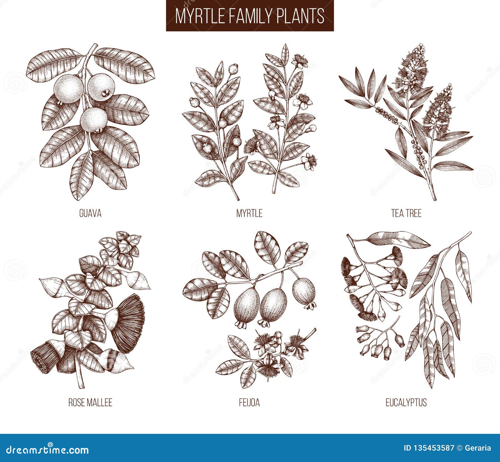 Vintage Collection of Myrtle Family Plants Illustrations. Hand Drawn ...