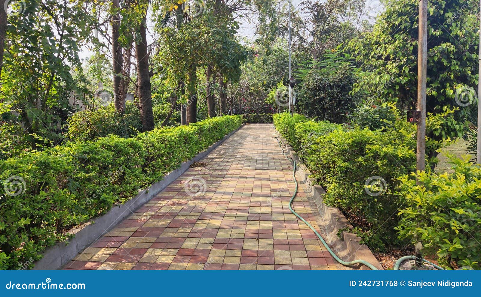 Miryalties Buchea Do Parque Verde Aguda Foto de Stock - Imagem de ...
