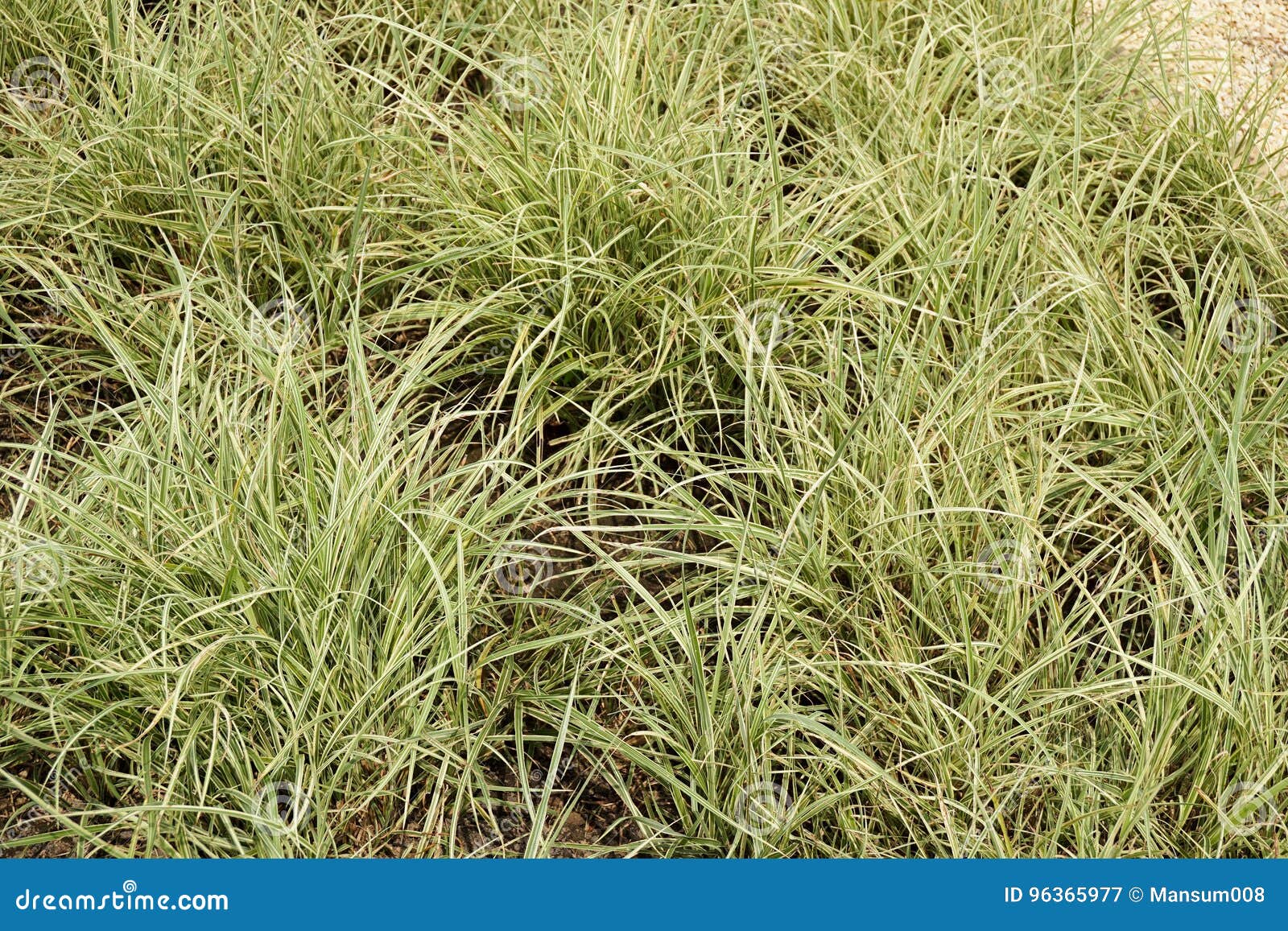 Miscanthus Grass in Nature Garden Stock Image - Image of foliage ...
