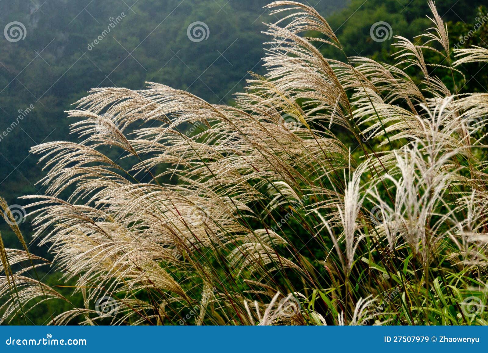 Miscanthus Sinensis Stock Image | CartoonDealer.com #27507979