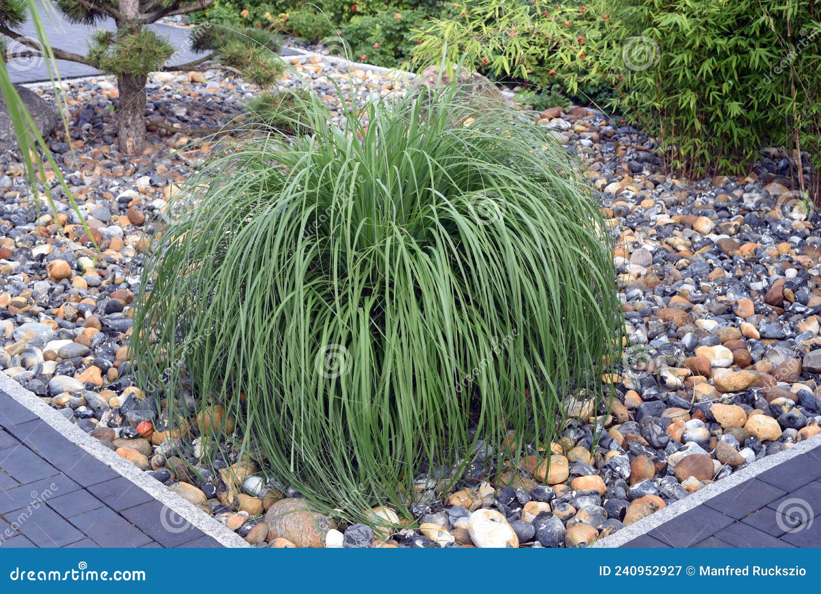 Miscanthus Sinensis stock image. Image of plant, flower - 240952927