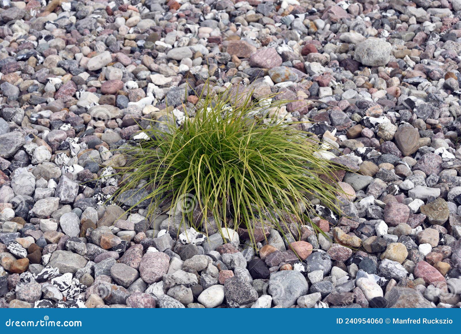 Miscanthus Sinensis stock photo. Image of beautiful - 240954060