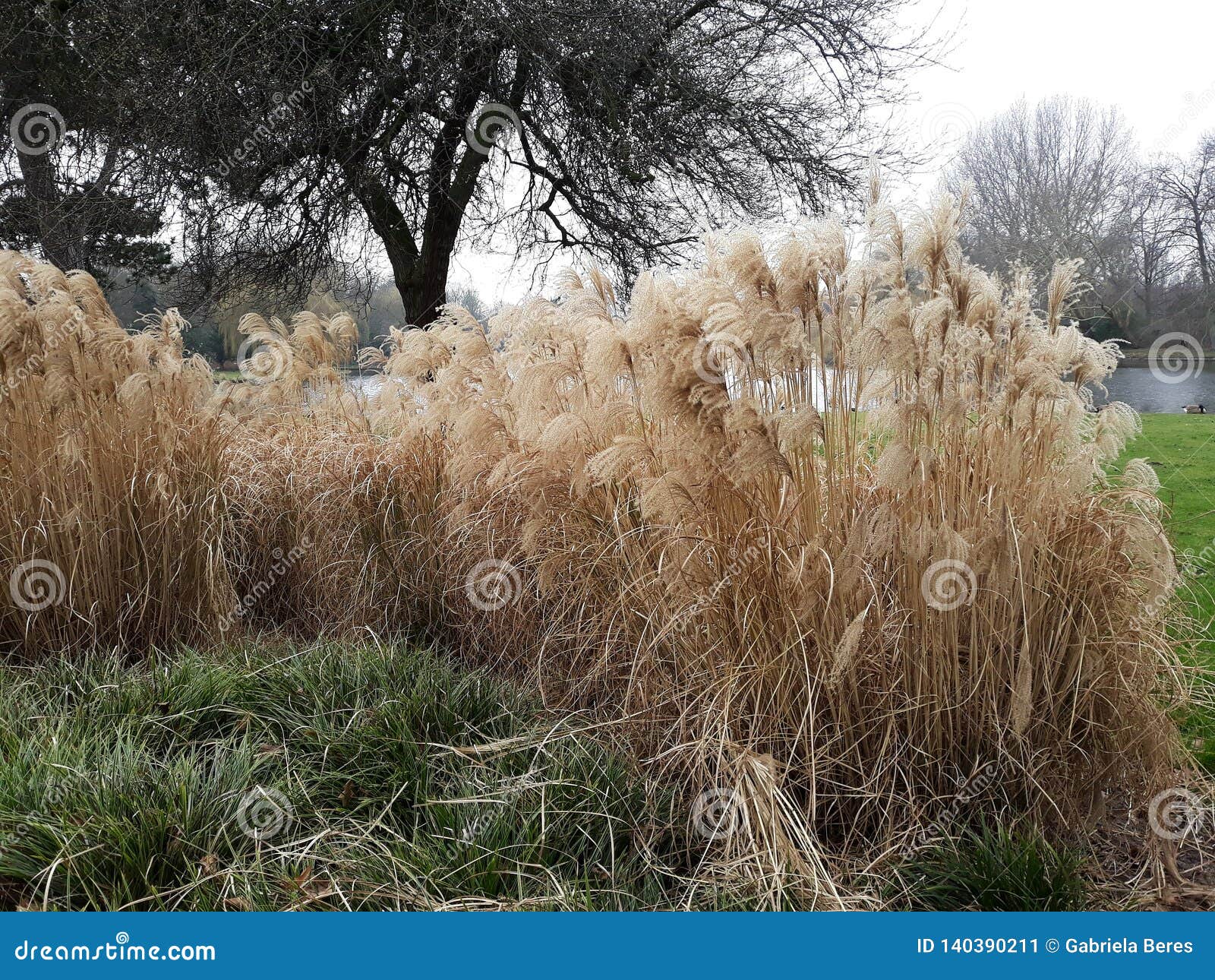 Miscanthus Sinensis `malepartus` Chinese Silver Grass In The Park Stock Image Image Of