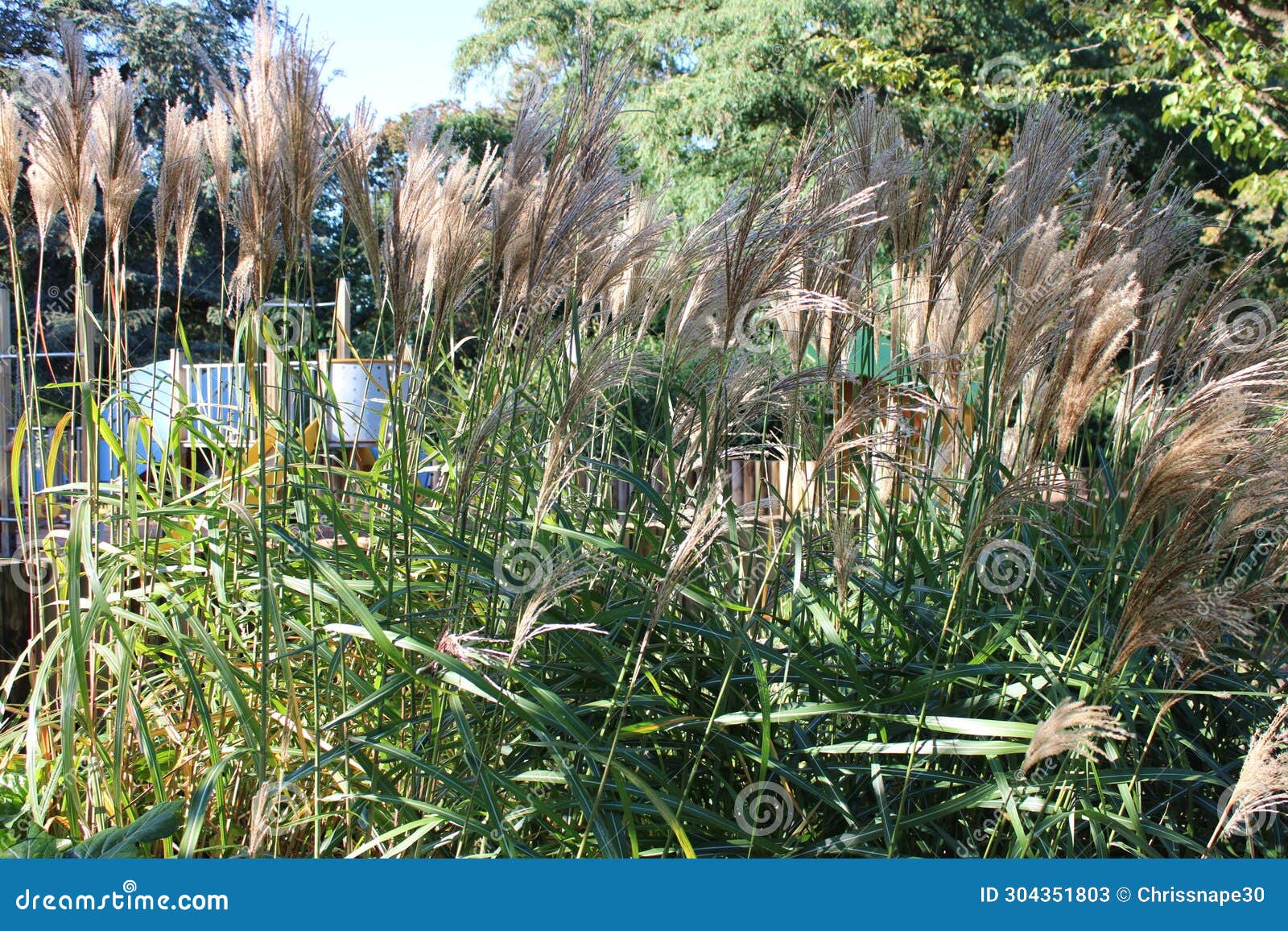 Miscanthus Sinensis ‘Professor Richard Hansen’ a Upright Grass ...