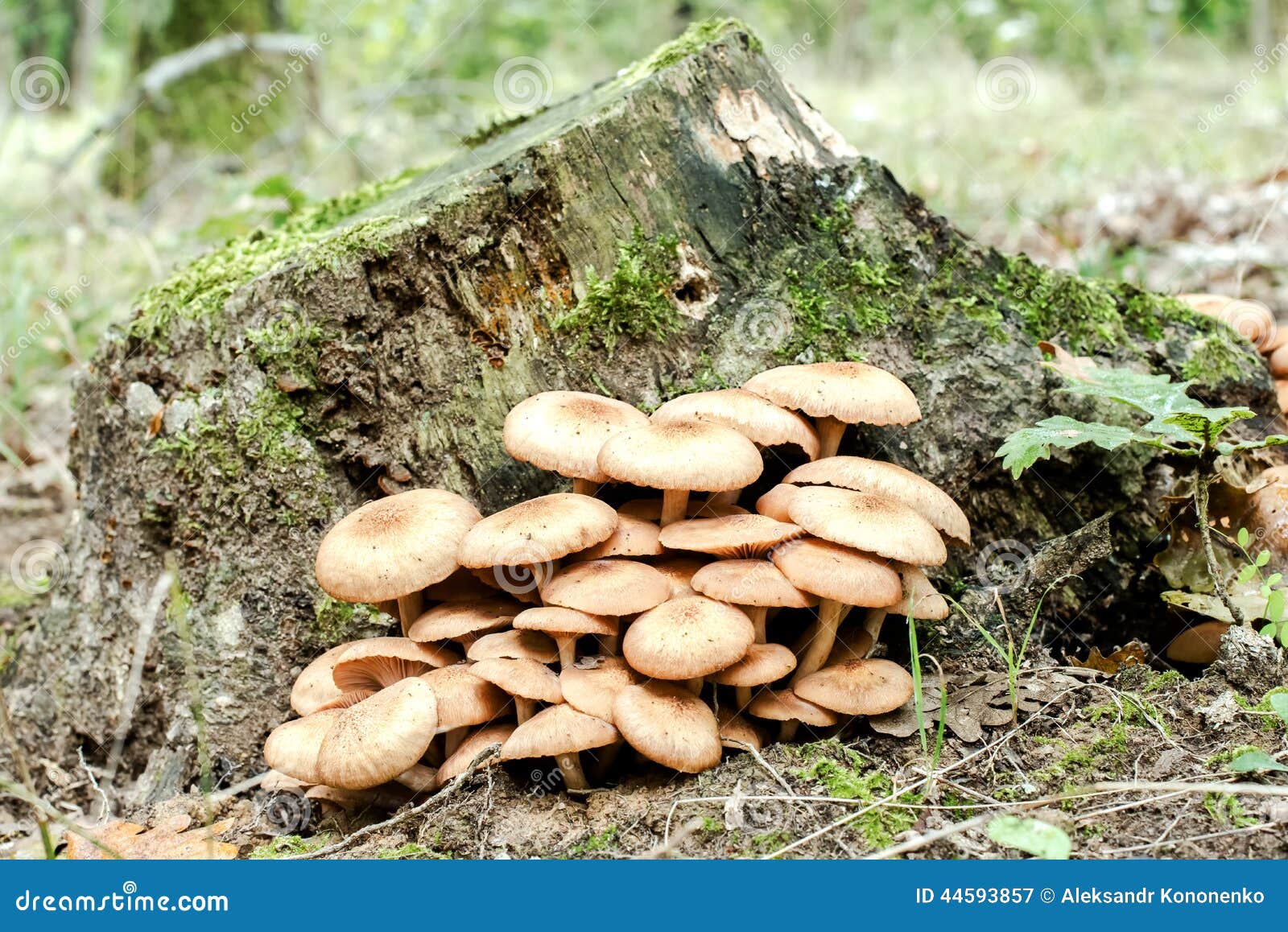 Miscela Dei Funghi Di Vecchio Ceppo Di Quercia Immagine Stock ...