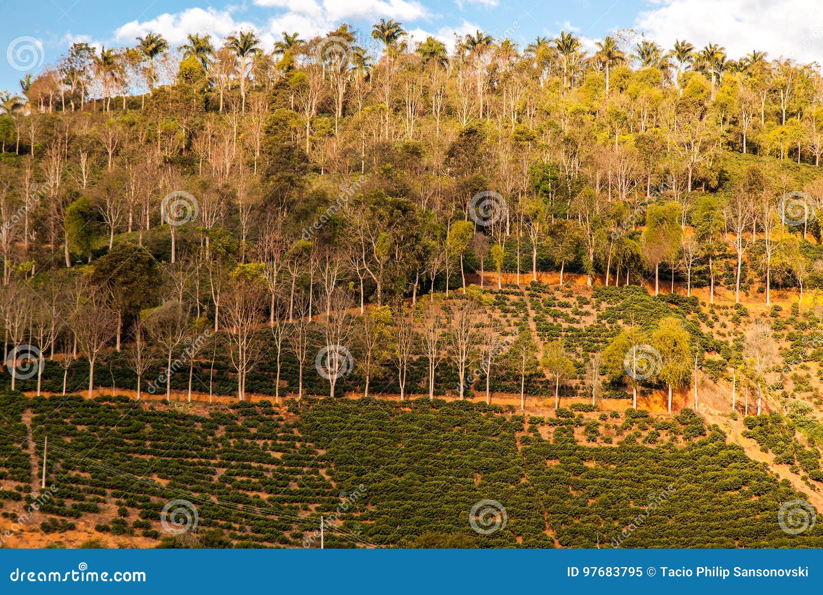 Miscellaneous Farming in a Slope Hill in Brazil Stock Image - Image of ...
