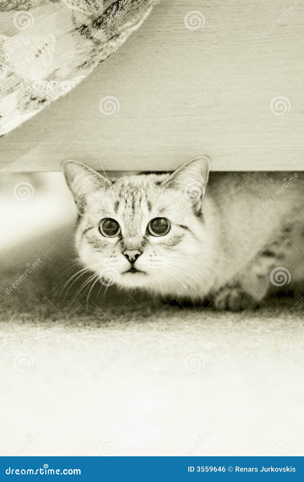 Mischief cat stock photo. Image of face, sepia, mischief - 3559646