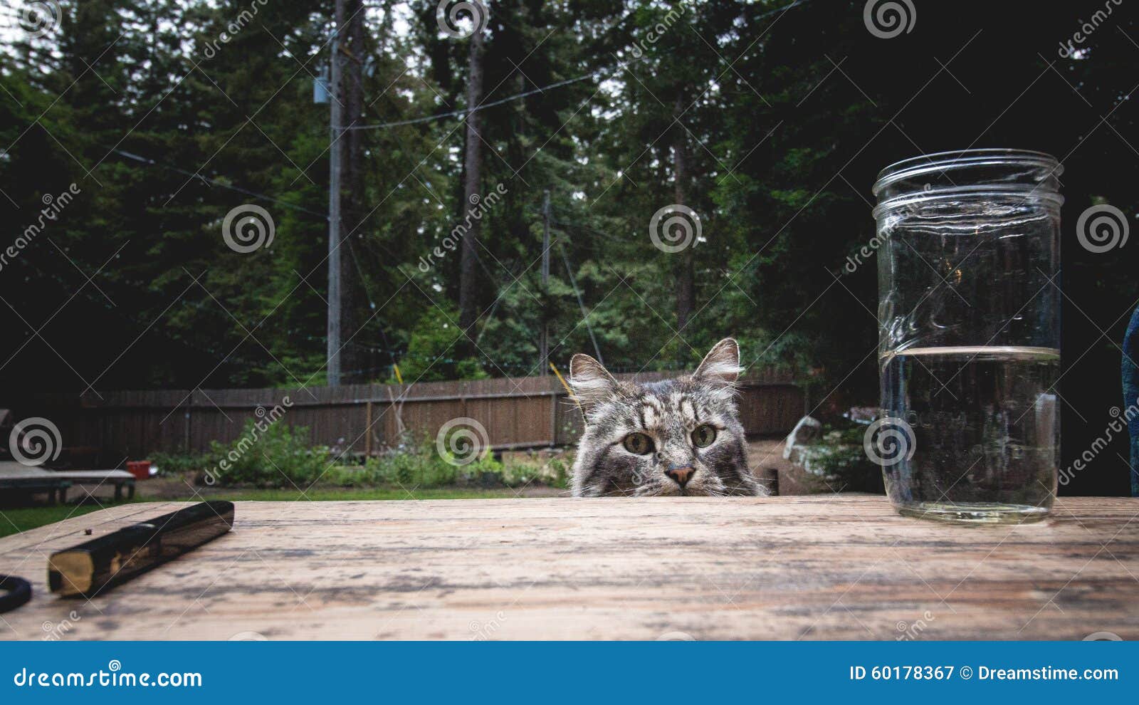 Mischief cat stock image. Image of play, curious, table - 60178367