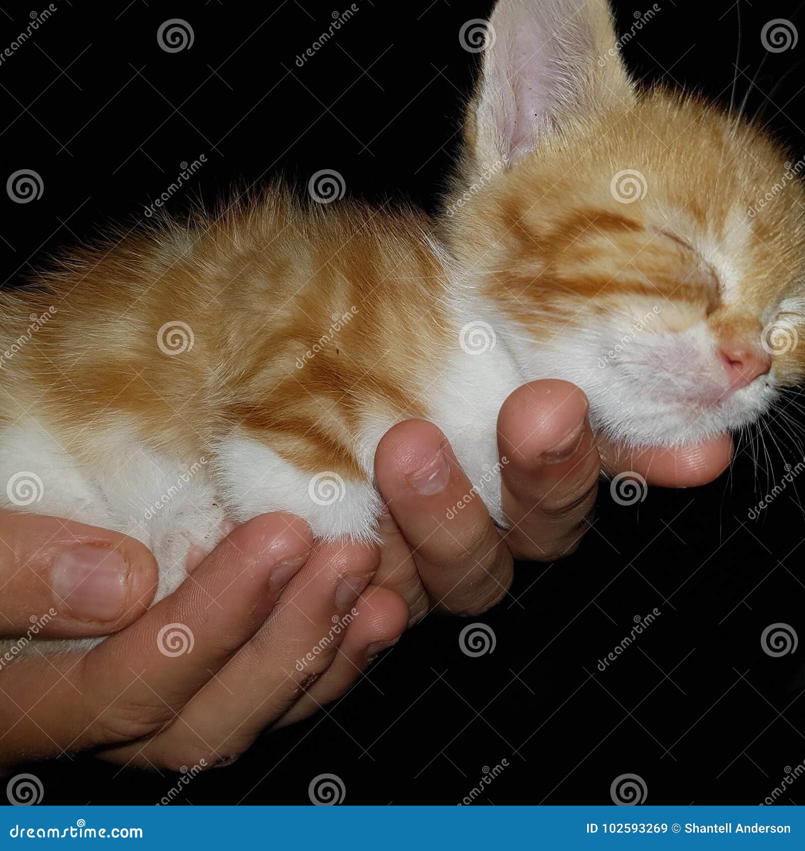 Mischief in hand stock image. Image of kitten, hand - 102593269