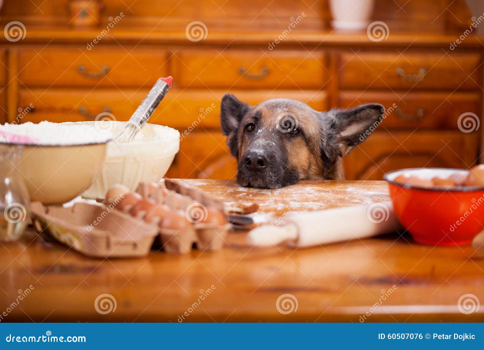 Puppy Eating Food Mess