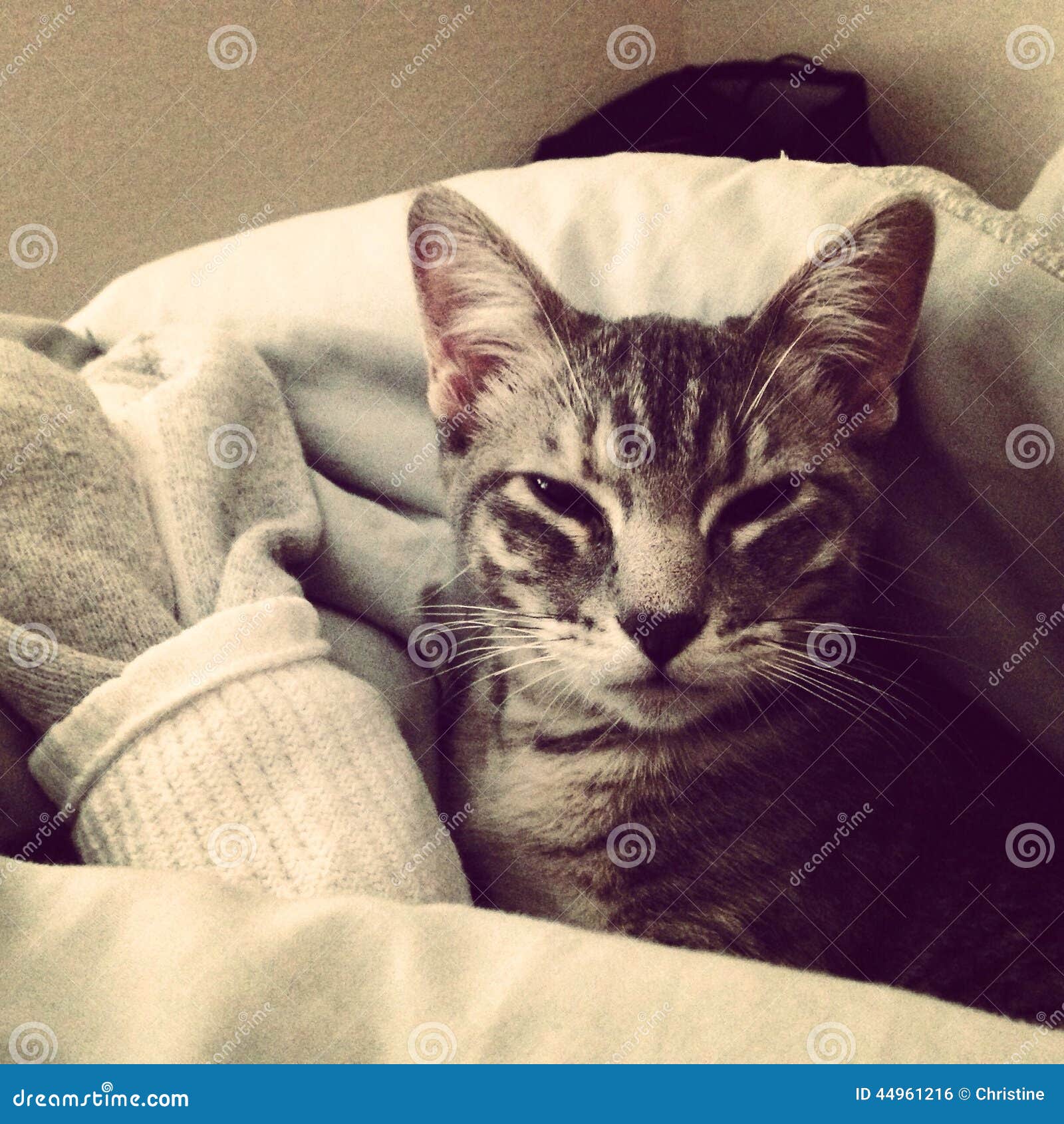 Mischievous kitty stock photo. Image of mischievous, morning - 44961216