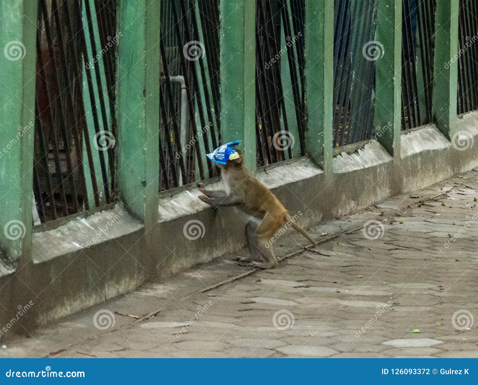 Mischievous Monkey Playing with Potato Chips Wrapper Stock Photo ...