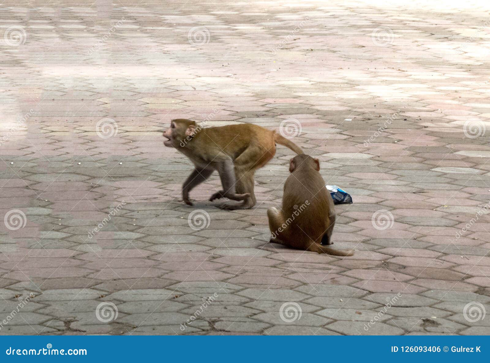Mischievous Monkeys Playing Stock Photo - Image of monkey, chips: 126093406